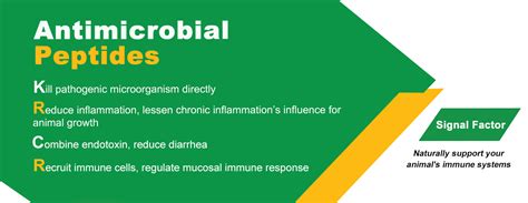 Antimicrobial Peptides Manufacturer Effective Antimicrobial Peptides