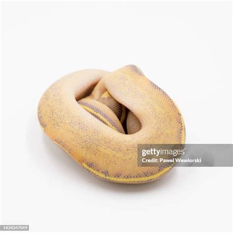 Are Ball Pythons Dangerous Photos And Premium High Res Pictures Getty