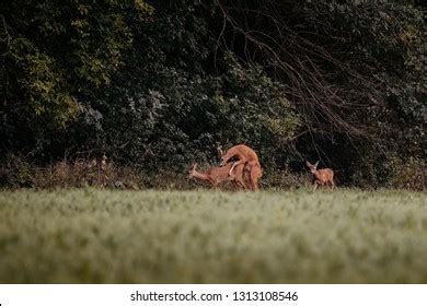 Deer Sex Images Stock Photos Vectors Shutterstock
