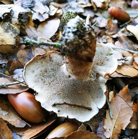 שנונית חדשה