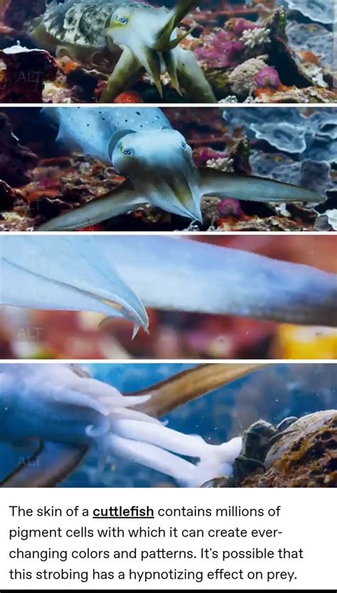 The Skin Of A Cuttlefish Contains Millions Of Pigment Cells With Which