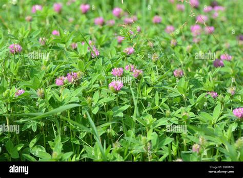 In The Meadow Among The Wild Grasses Blooms Clover Trifolium Medium