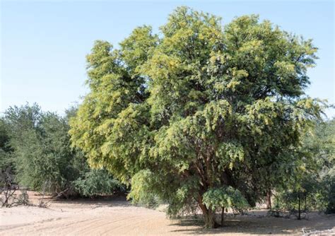Camelthorn As Firewood Bushguide 101