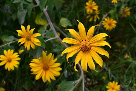 Tithonia Tubaeformis Knowyourweeds
