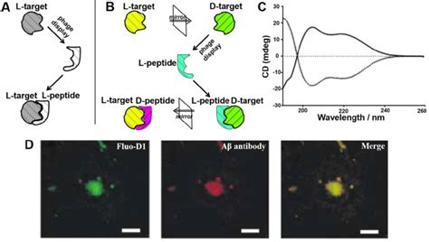 Mirror Image Phage Display And Its Application In Ad Schematic