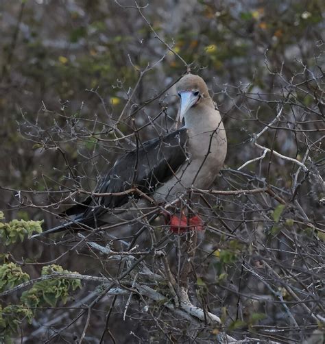 Galapagos Boobies We Recently Took A Cruise To The Galapagos I Was