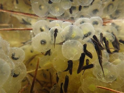 Frog Eggs Hatching
