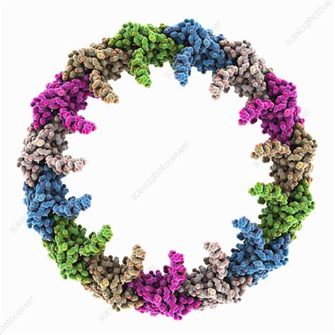 Dev Collar From Pseudomonas Phage Molecular Model Stock Image C061 0272 Science Photo Library