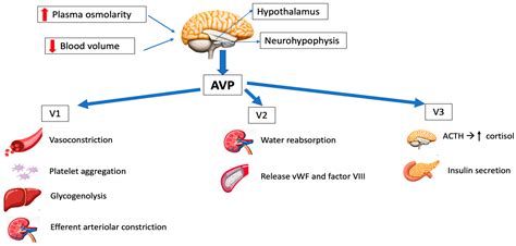 Vasopressin A New Study Shows That The Signaling Of The Gpcr