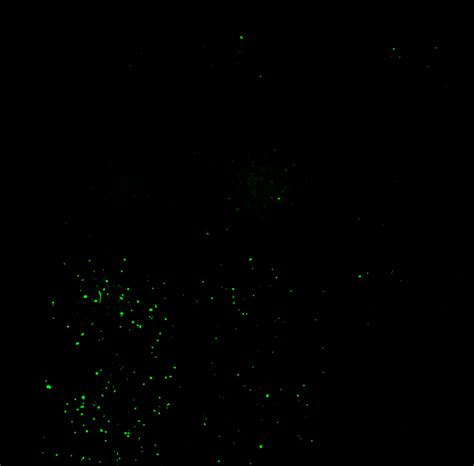 Caspase 3 Activity On Hepg2 Cells Treated With 10 Mm Sodium Citrate