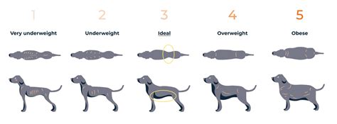 Is Your Cocker Spaniel Fat How To Know And What To Do The Puppy Mag