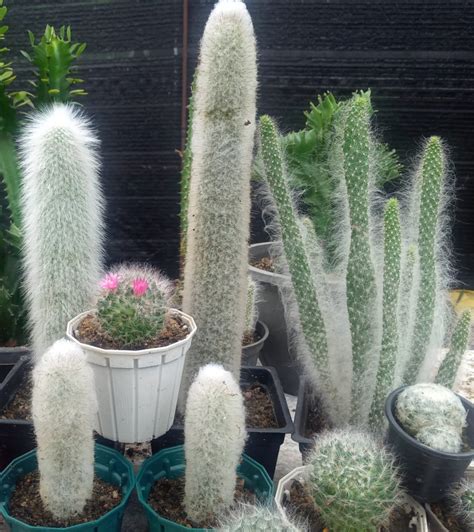 Anuradhapura Anuradhapura District Scout Association