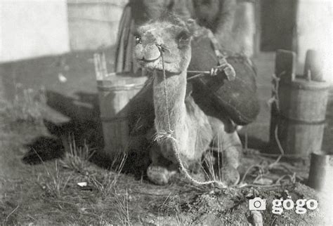 ТҮҮХЭН ЗУРГУУД 24 Ноёдын майхнууд