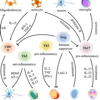 Different Subtypes Of T Cells Secrete Different Kinds Of Cytokines Download Scientific Diagram