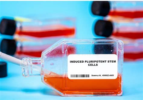 Induced Pluripotent Stem Cells Reprogramming Adult Cells Into Stem Cells For Regenerative