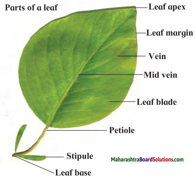 Maharashtra Board Class 7 Science Solutions Chapter 2 Plants Structure