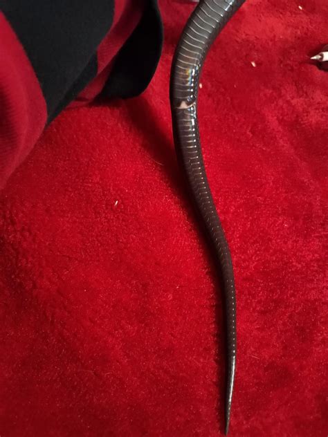 Help With Identifying Sex Rkingsnakes