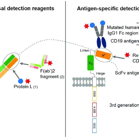 Pdf Sensitivity And Specificity Of Cd19 Car T Cell Detection By Flow Cytometry And Pcr