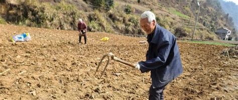 乡村振兴 产业先行 曾家镇洪阳村春耕备耕有序进行 种植 土豆 村民
