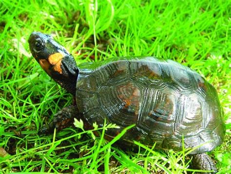180 Turtles Free Images