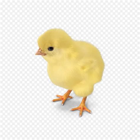 黄色小鸡png图片素材下载图片编号10107206 Png素材网
