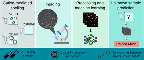 Methods Of Virus Detection At John Rosado Blog