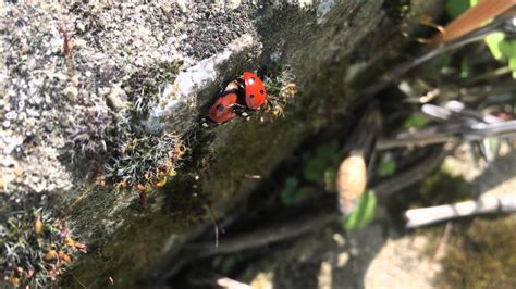 Lady Bug Sex Youtube