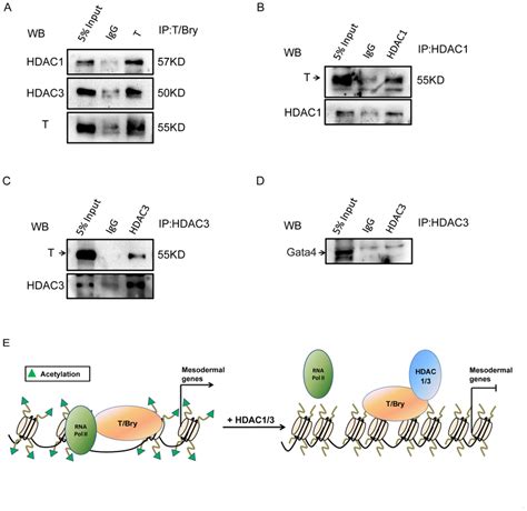 Hdac Can Repress The Transcriptional Activity Of Tbry Via Physical