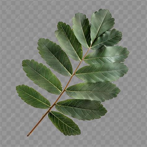 Premium Psd Sitka Mountain Ash Leaf With Compound Leaf Shape And Dark