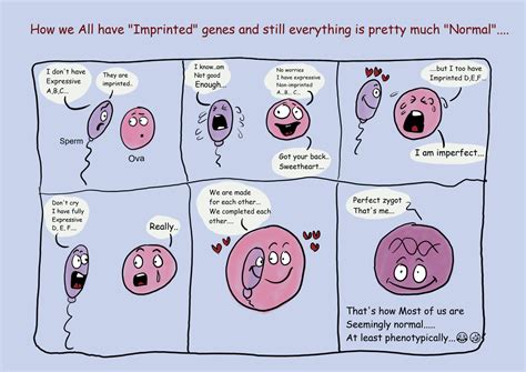 Genomic Imprinting Epigenetic Regulation Creative Med Doses