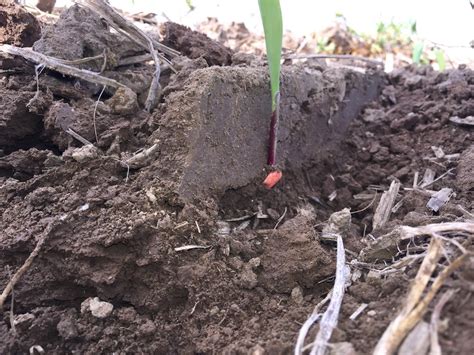 Compaction Or Poor Soil Structure Ohio Ag Net Ohios Country Journal Compaction Or Poor Soil Structure Ohio Ag Net Ohios Country Journal