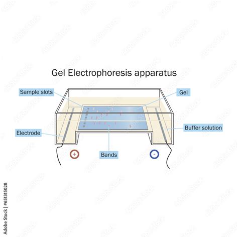 Diagram Showing Gel Electrophoresis Apparatus Labolatory Equipment