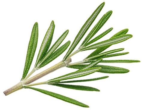 Premium Photo Rosemary Twig Isolated On White Background With