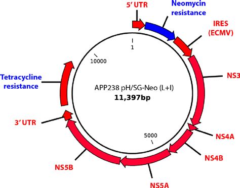 Figure 1 3 From The Effect Of The HLA B27 Allele On The Immune Response To Acute HCV In HIV