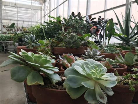 The Drew Mathieson Center Expands Workforce Training Through Hydroponics