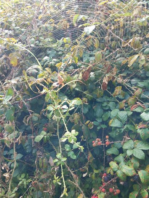 Bro Having Wasp For Dinner Rspiderbro