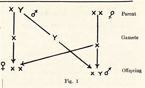 Figure 1 From The Determination Of Sex Semantic Scholar