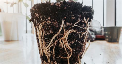 How To Prevent Identify And Treat Root Rot In Houseplants