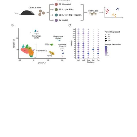 Scrna Sequencing Of Mouse Islet Cells After 18 Hr Cytokine Exposure