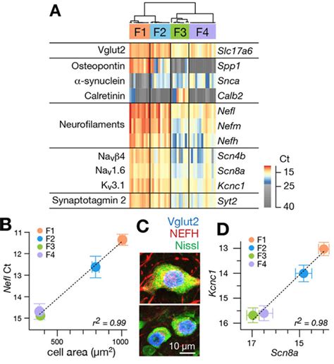 Single Cell Gene Expression Analyses Confirm Molecularly Distinct Cell Download Scientific