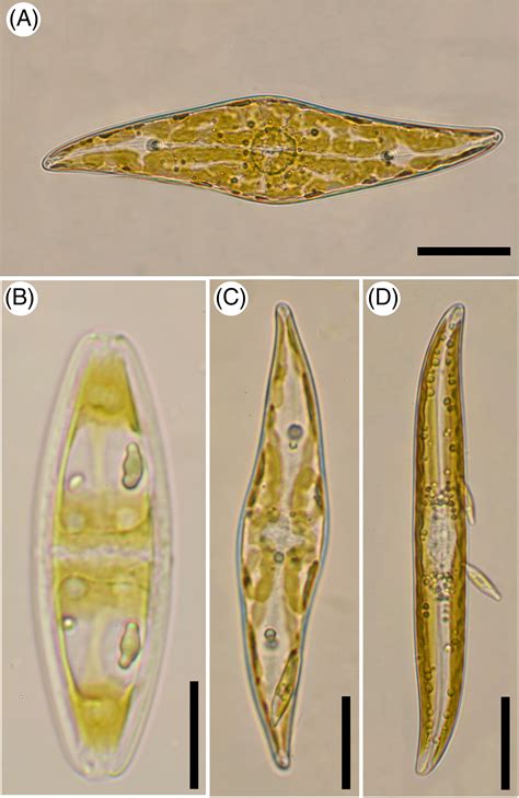 Microscale Imaging Sheds Light On Species‐specific Strategies For Photo