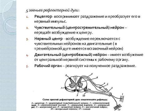 Выберите три верно обозначенные подписи к рисунку строение рефлекторной
