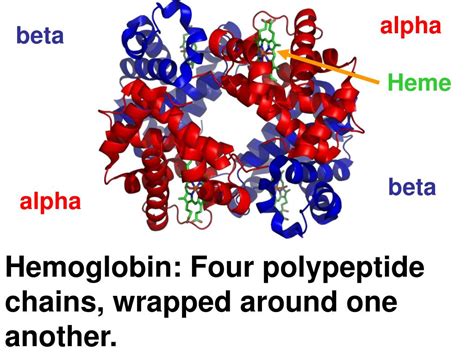 Ppt Understanding Sickle Cell Anemia Through Protein Structure My Xxx Hot Girl