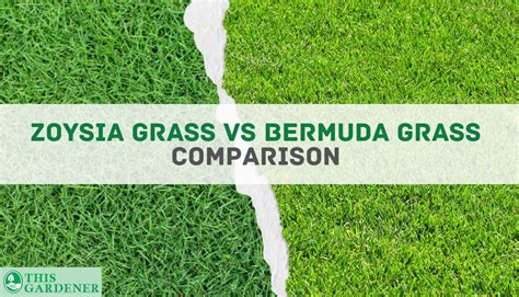 Zoysia Grass Seed Vs Bermuda At Linda Durham Blog