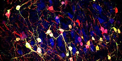 Substantia Nigra News Research Articles