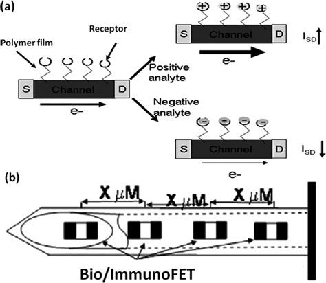 Field Effect Transistor Biosensors Brillson Group