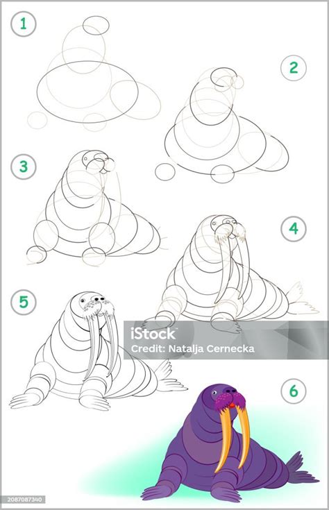 귀여운 바다코끼리를 그리는 방법을 단계별로 배우는 방법을 보여주는 페이지입니다 아이들의 그림 그리기와 색칠 기술 개발 벡터 이미지입니다 0명에 대한 스톡 벡터 아트 및 기타