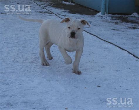 Ss Ua Щенки Американского Бульдога Остались две девочки Ціна 3000 Грн Оголошення