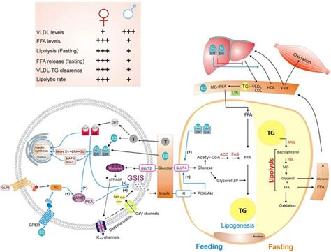 Insulin And Impurities Boc Sciences
