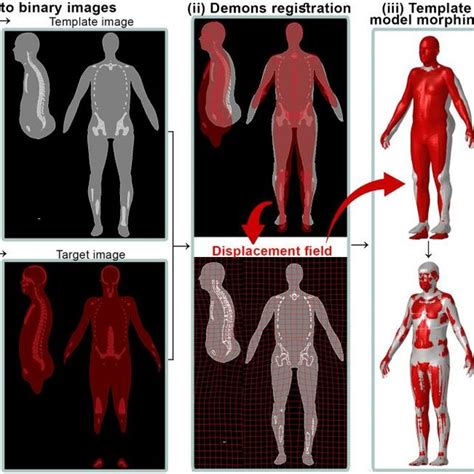 Basic Morphing Framework Using A Target And Template Hbm I The